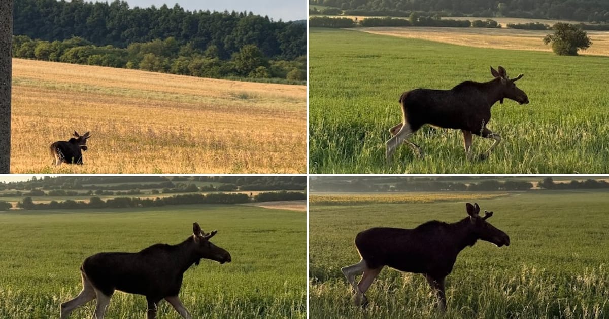 Moose on the loose: Rare animal spotted making its way through Czechia ...