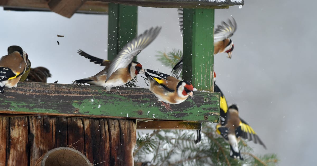 Bird count in Czechia | Radio Prague International