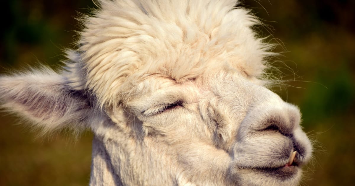 Alpaca therapy thriving in Czech town | Radio Prague International