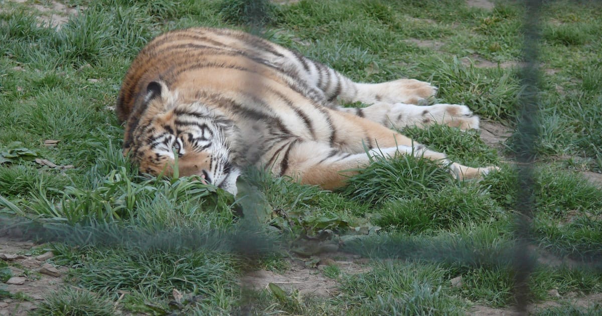 Tigers in Kletečná should be turned over to the state, Minister Hladík ...