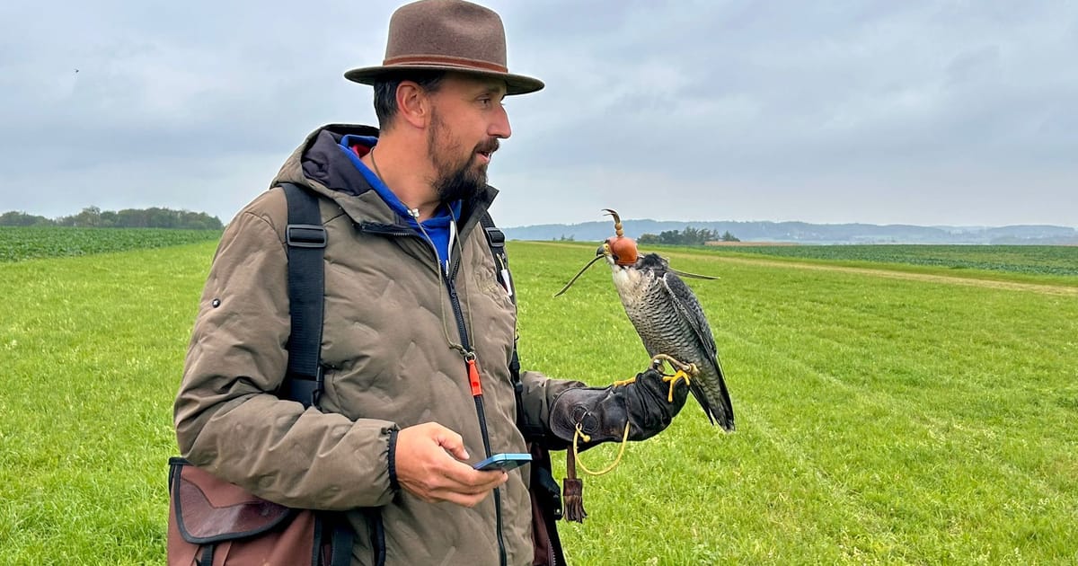 Falcons hunt bait carried by drones at Czech Falconry Festival | Radio ...