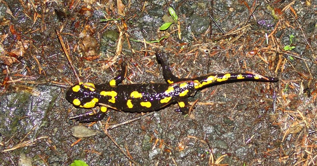 Can an endangered salamander alter plans for a nuclear waste facility ...