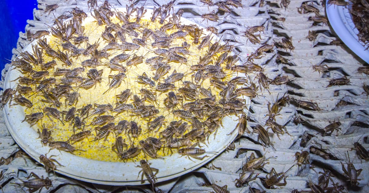 Czechs seek to overcome ‘yuck’ factor with bug food business | Radio ...