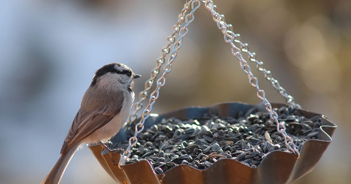 Second bird census now taking place in Czechia: “We would never be able ...