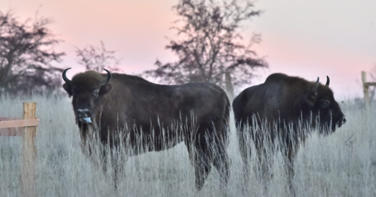 Wild animals contribute to conservation at former military base | Radio ...