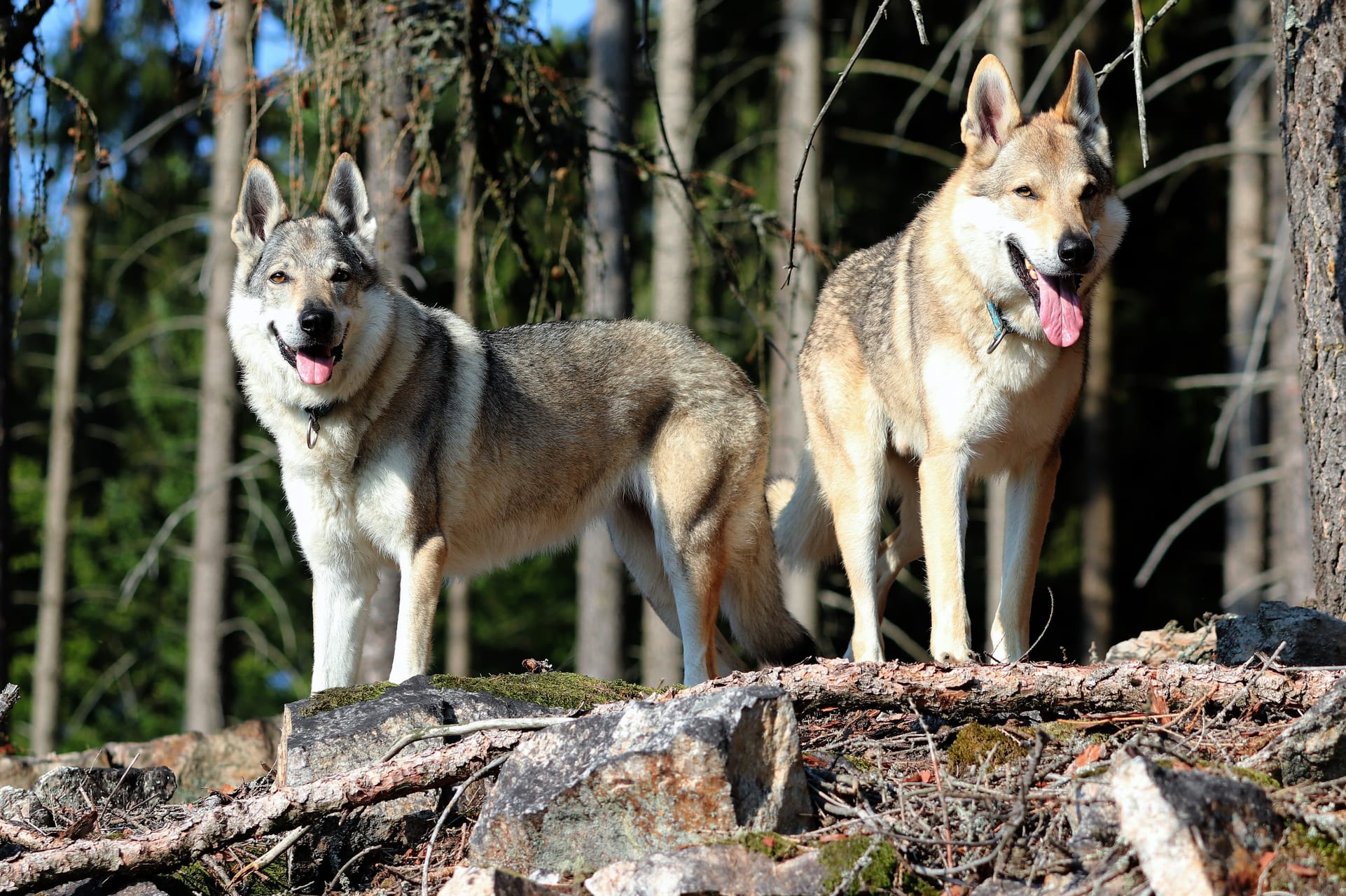 Czech Dog Breeds | Radio Prague International