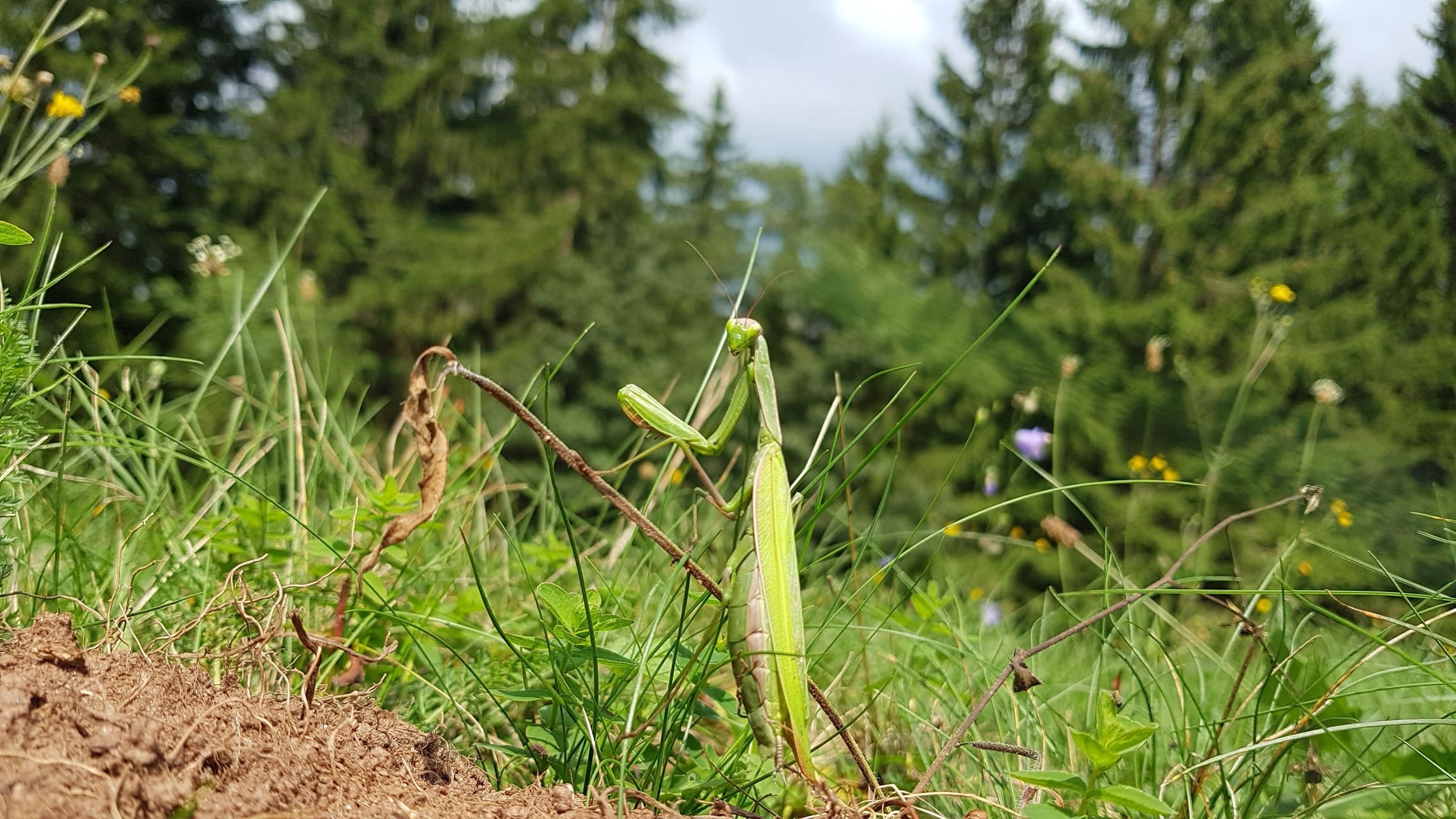 Praying mantis named Czechia’s Insect of the Year as the species ...